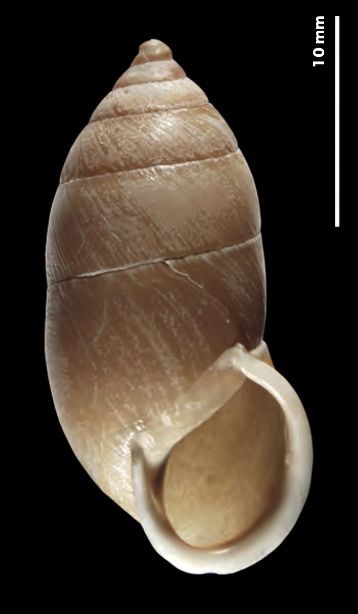 Genus Napaeus | Bin YE